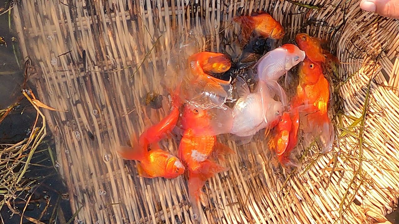 Today the sky is very hot, the fish swim very fast, very difficult to ...