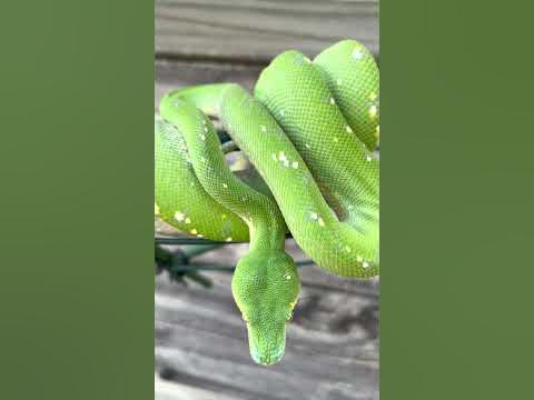 Locality Cross Aru x Biak Green Tree Python - YouTube
