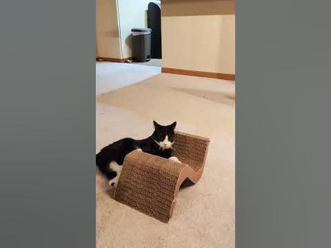 Oreo the tuxedo CAT is wild on the CATNIP - YouTube