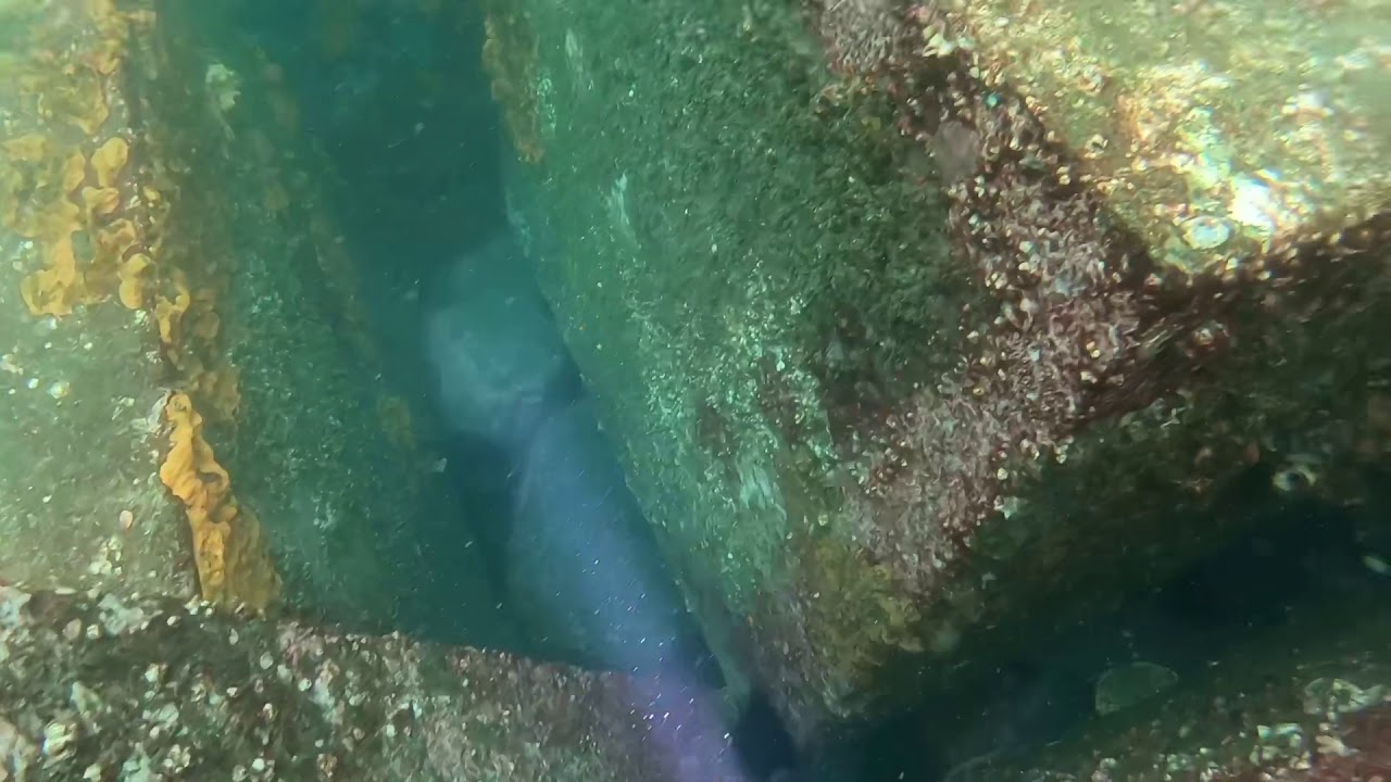 Diving Container Wall, Botany Bay 29/12/2019 - YouTube