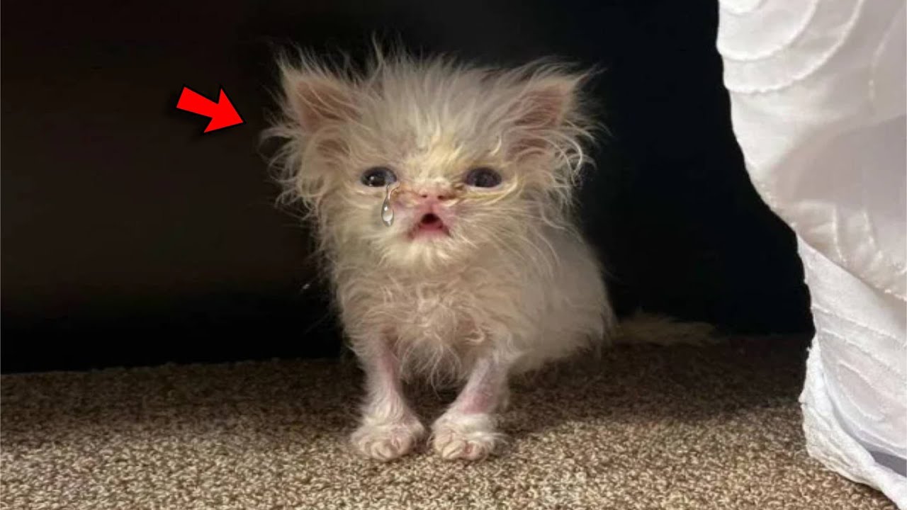 Scruffy 6 Week Old Kitten Becomes Overnight Sensation - YouTube