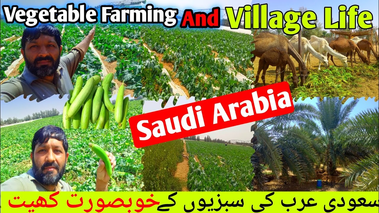 Amazing Vegetable Farming | Vegetable Farmers In Saudi Arabia | Village ...