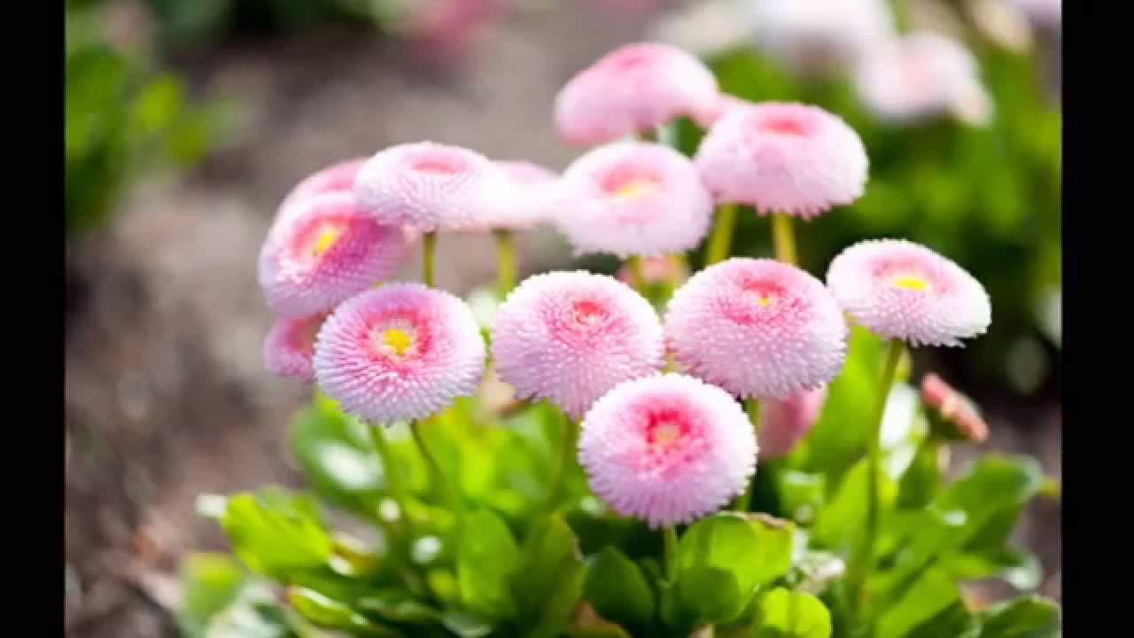 Beautiful flowers slideshow, part two - YouTube