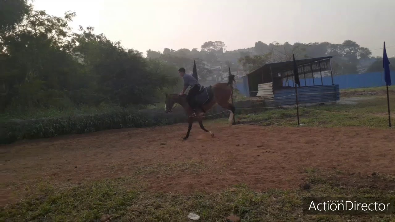 STALLION HORSE RIDING ACADEMY( TAMING THE NEW HORSES) - YouTube