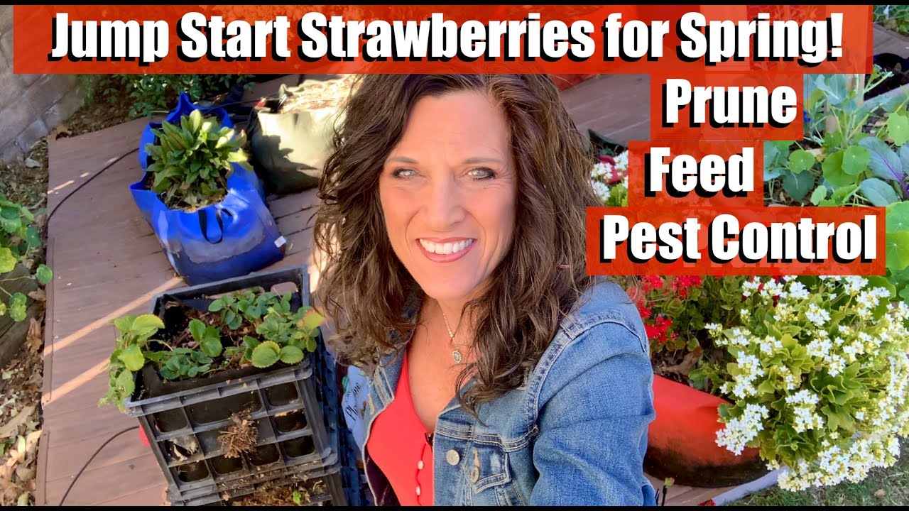 How to Jump Start Strawberries into Spring Production! Pruning, Feeding ...