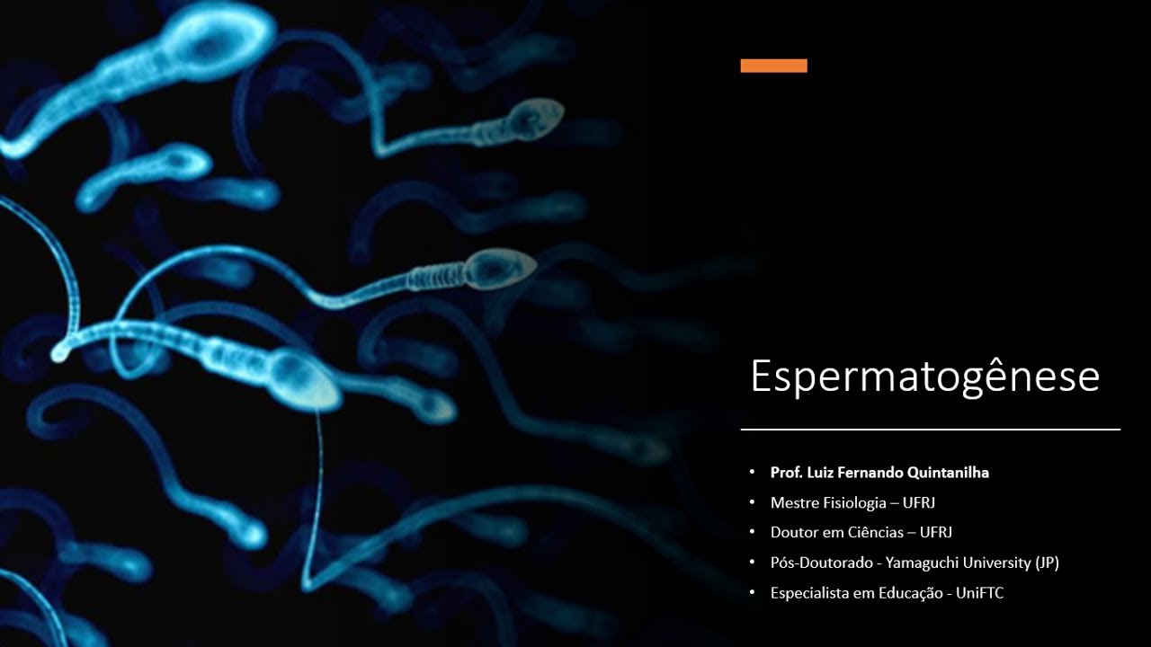 Sistema Endócrino - espermatogenese - YouTube Sistema Endócrino - espermatogenese - YouTube