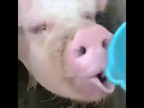 Porky cerdo marrano 2018 tomando agua estilo - YouTube
