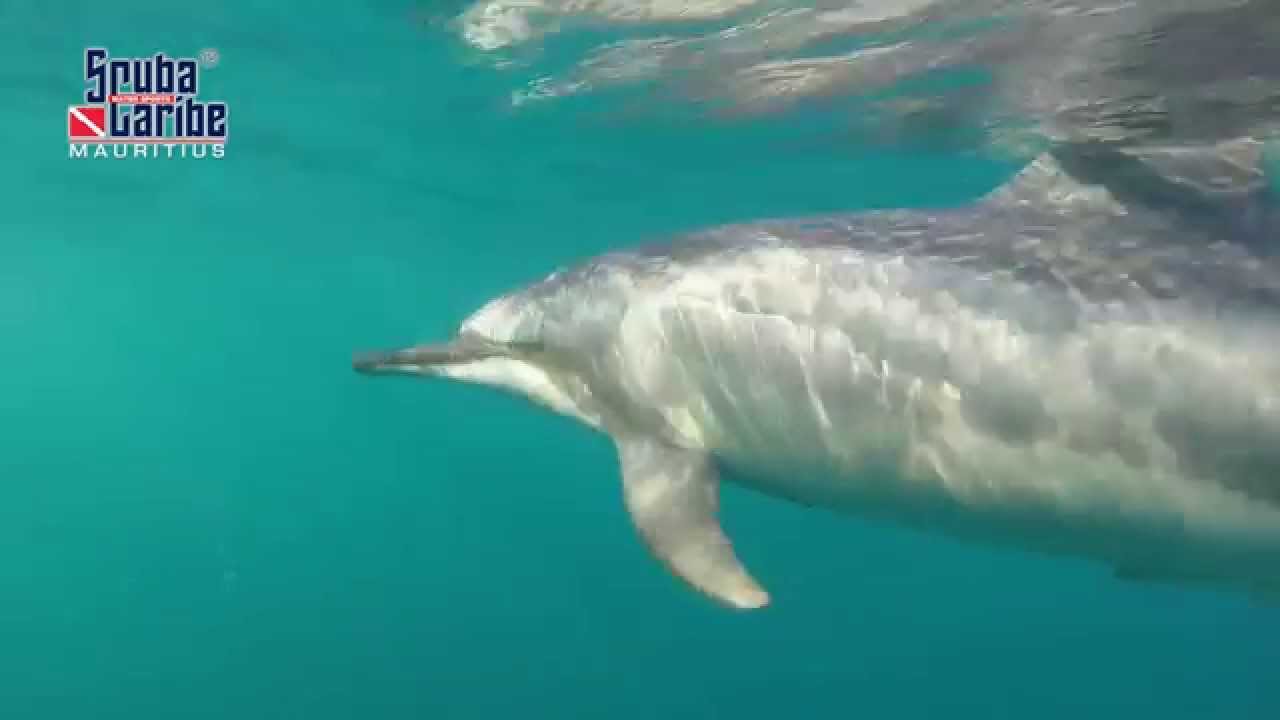 Dolphin Mauritius Scubacaribe Riu Le Morne, Riu Creole, Riu Coral - YouTube