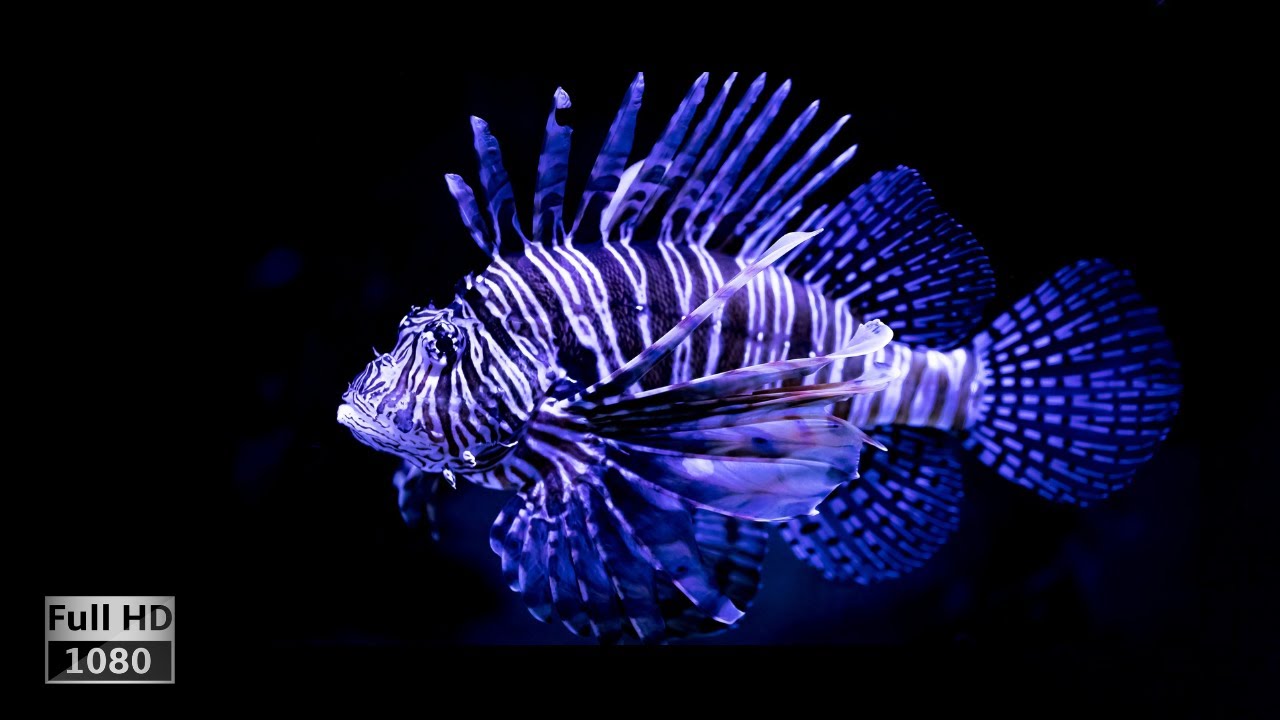 Fish Aquarium Sea Life With Relaxing Music - YouTube