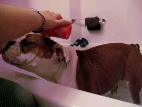 english bulldog Daisy crying as she gets her bath - YouTube