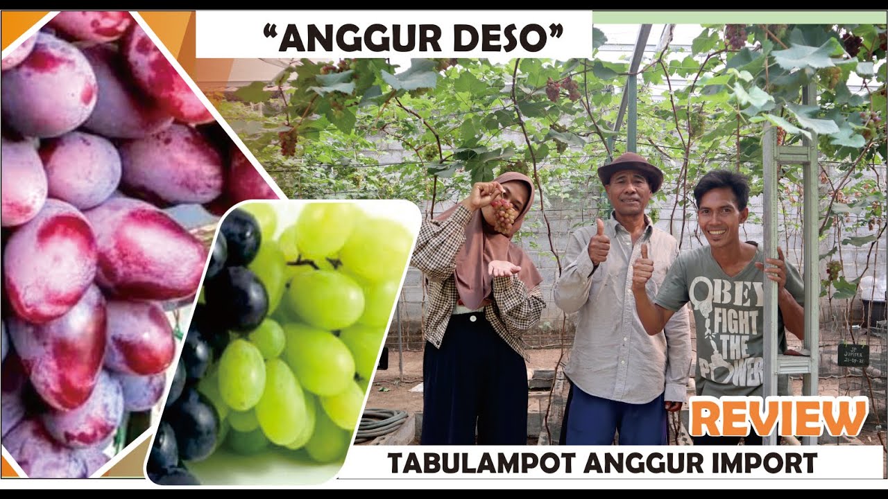 KEBUN ANGGUR 'DESO - BIBIT HASIL CANGKOK - BUAH BESAR-BESAR - 25 VARIAN ...