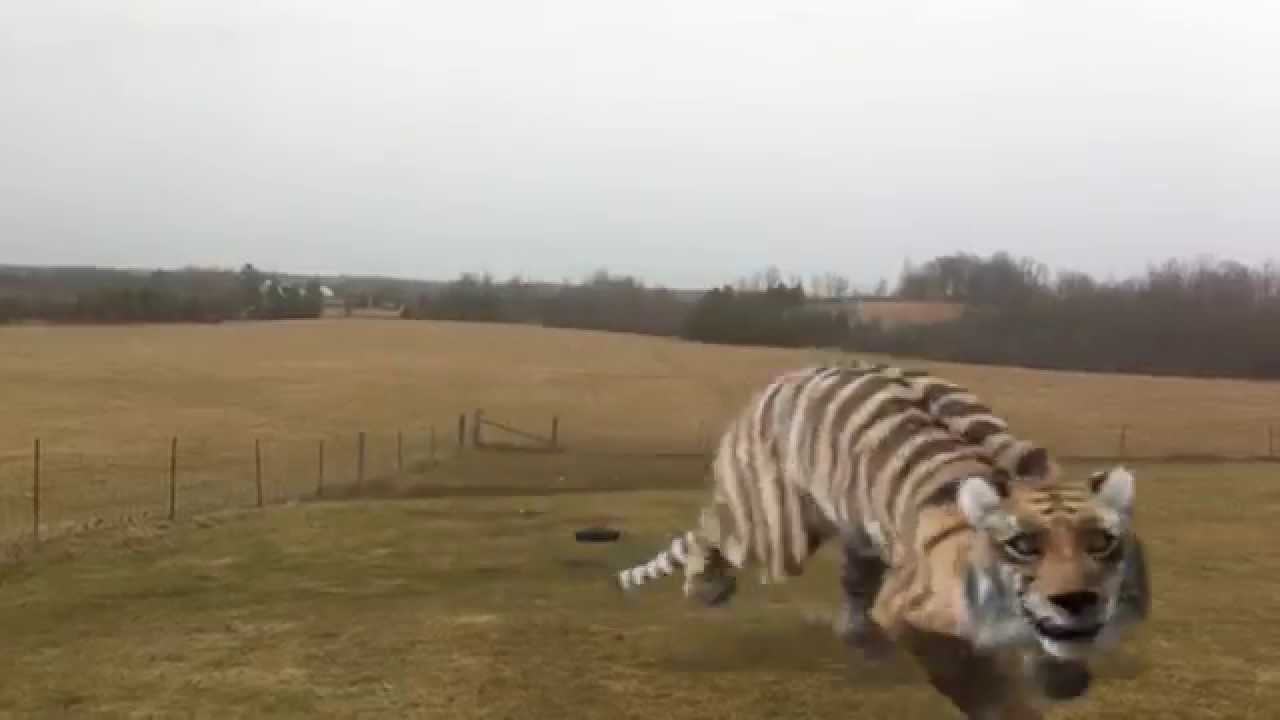 Creatures FX Mobile App - YouTube