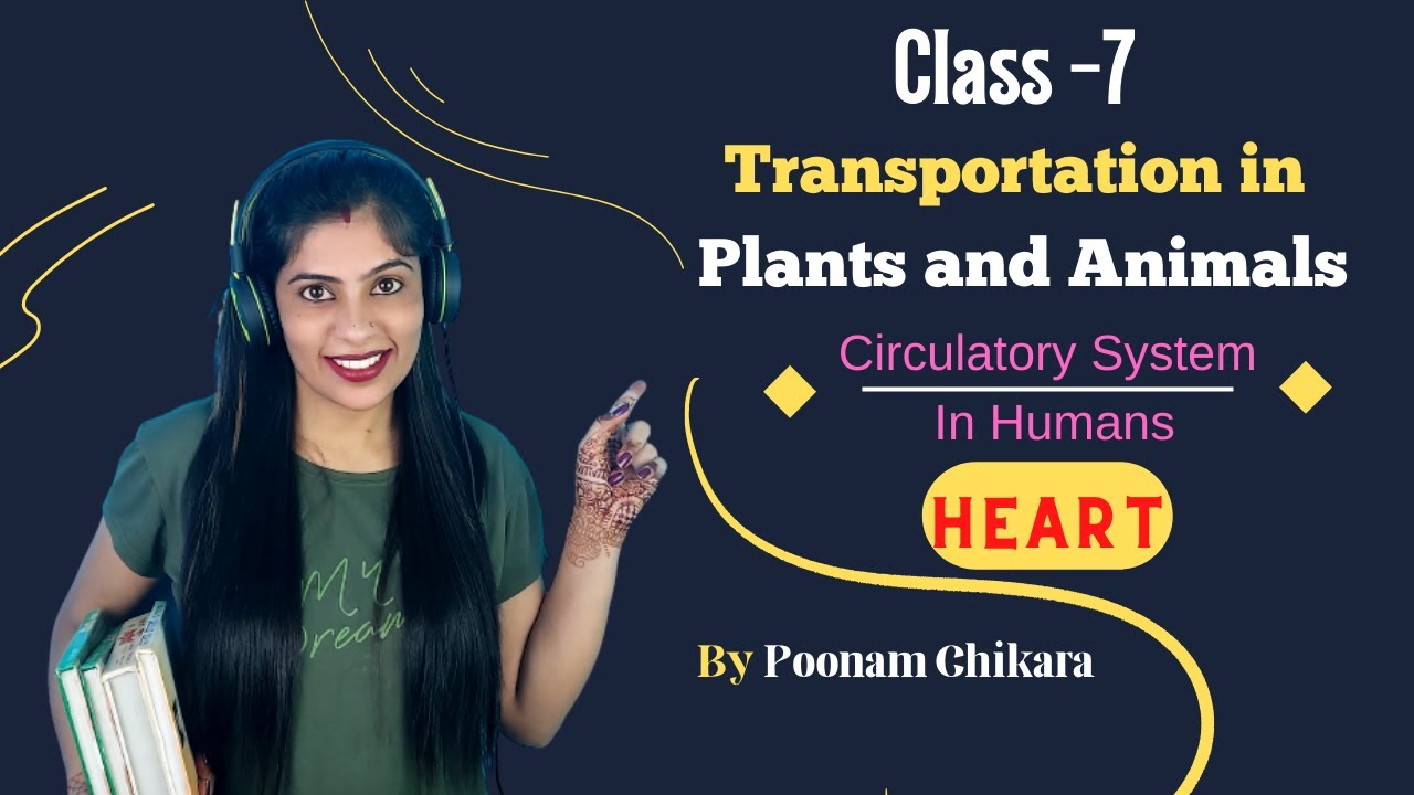 The Heart - Chapter 11 - Transportation in Animals and Plants - Science ...