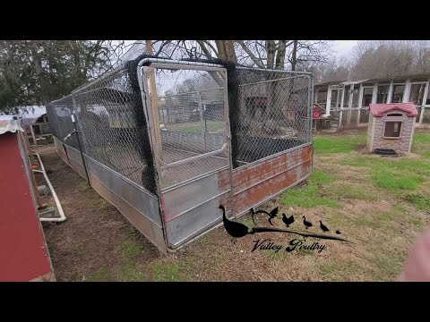 A chain link pen idea for birds - YouTube