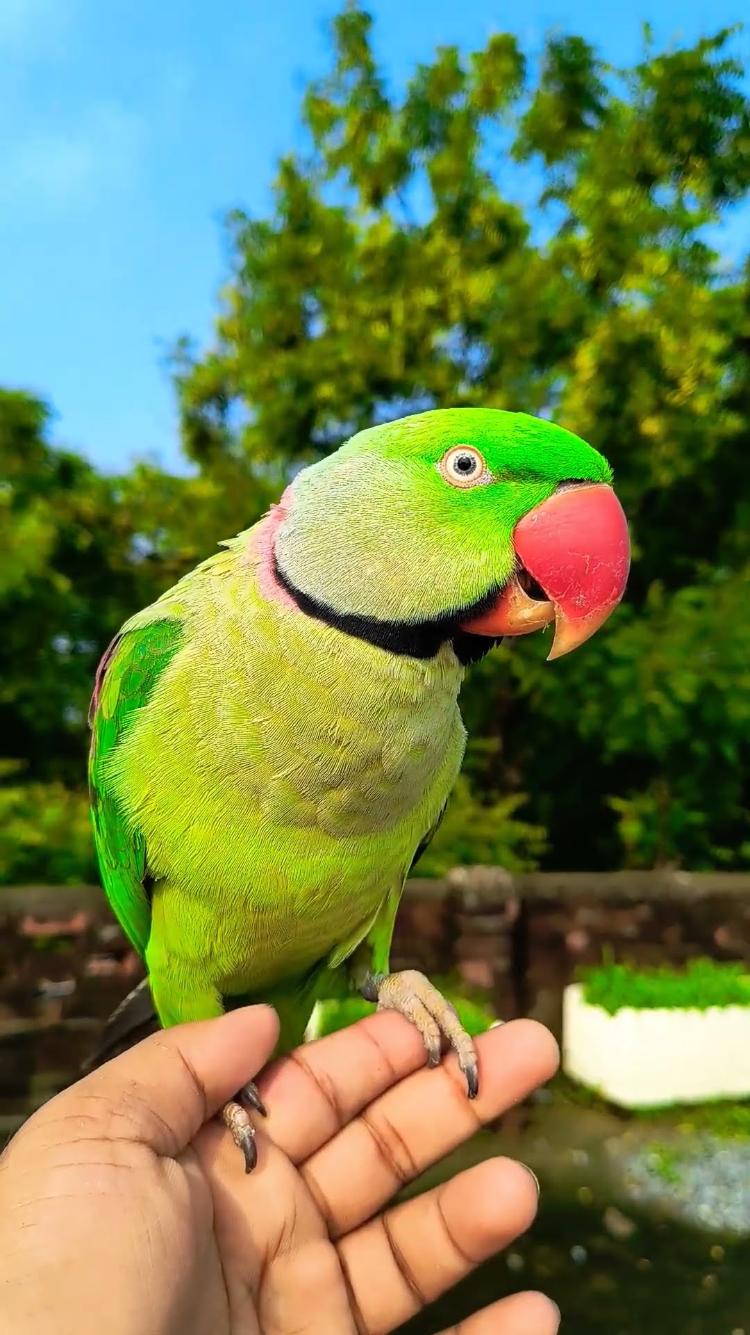 Jai Shree Ram Bolane Wala Pahadi Tota #parrot #cute #birds #parrotlover ...
