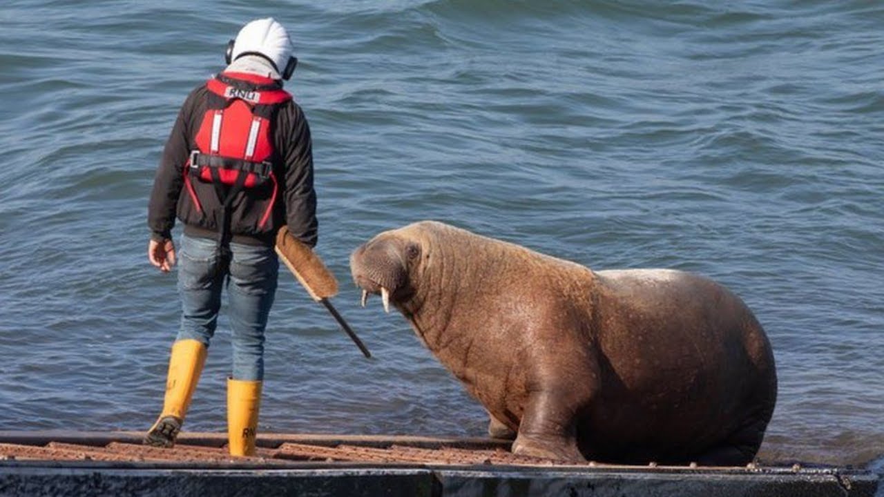 Walrus gets his own special floating bed - YouTube