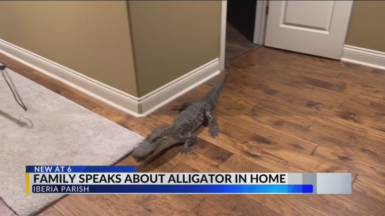 Family speaks about alligator in home - YouTube