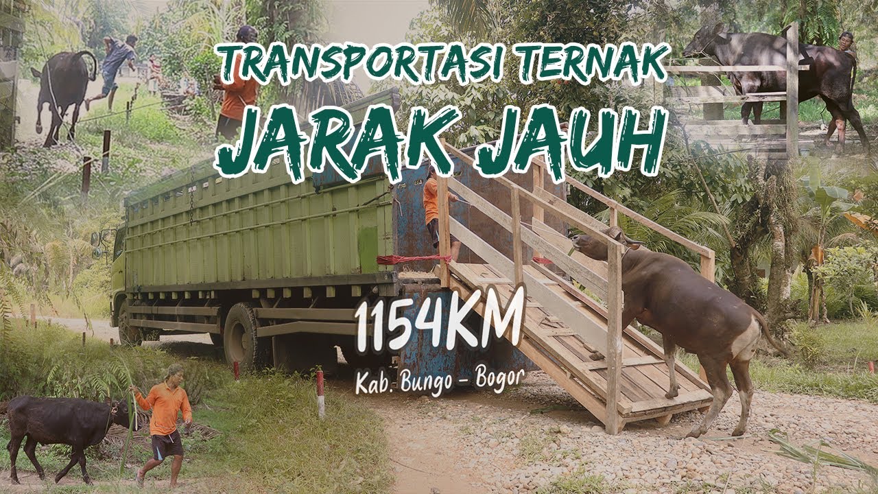 Transportasi Ternak Jarak Jauh pada Sapi Bali dan Silangan Bali Angus ...