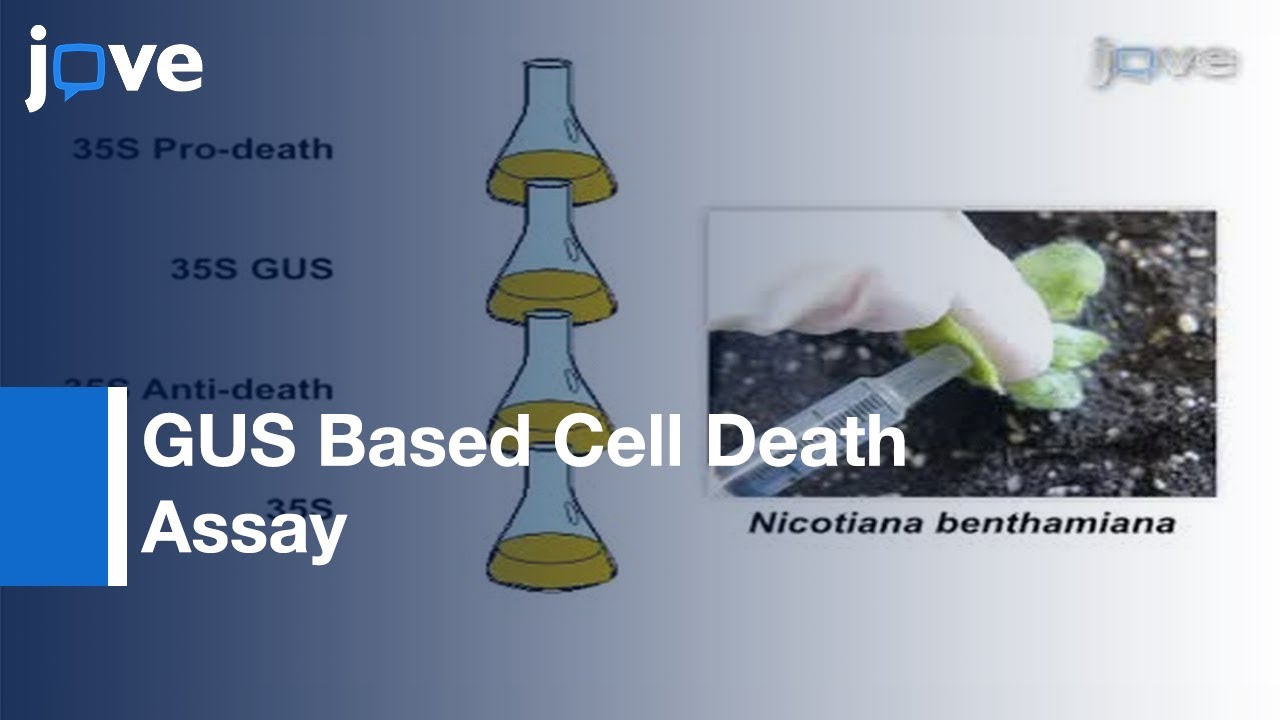 β-glucuronidase (GUS) Based Cell Death Assay l Protocol Preview - YouTube