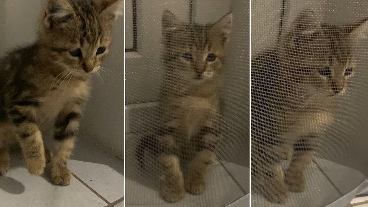 Little Gremlin in the Jail | Cute Kitty Cat - YouTube