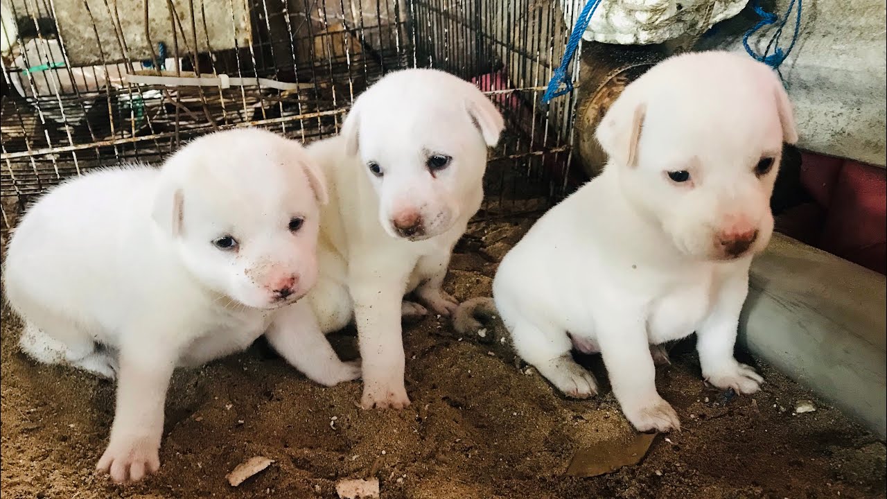 Heartbreaking | Three baby dogs are starting to get active and their ...