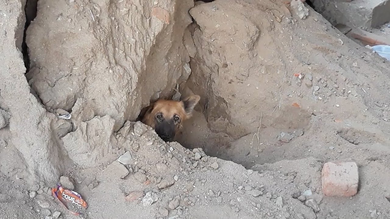 Rescue of suffocating puppies, mother trapped in collapsed sand. - YouTube