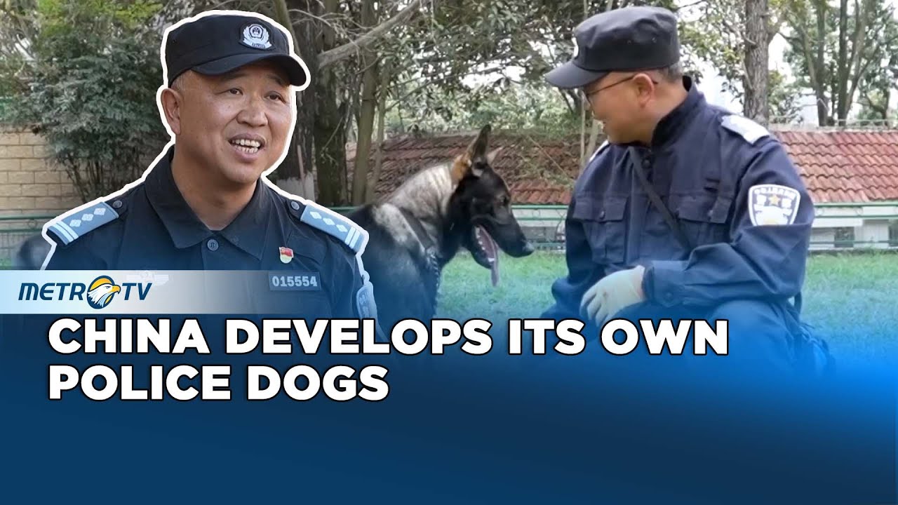 China Promotes Homegrown Police Dog Breed for Law Enforcement - YouTube