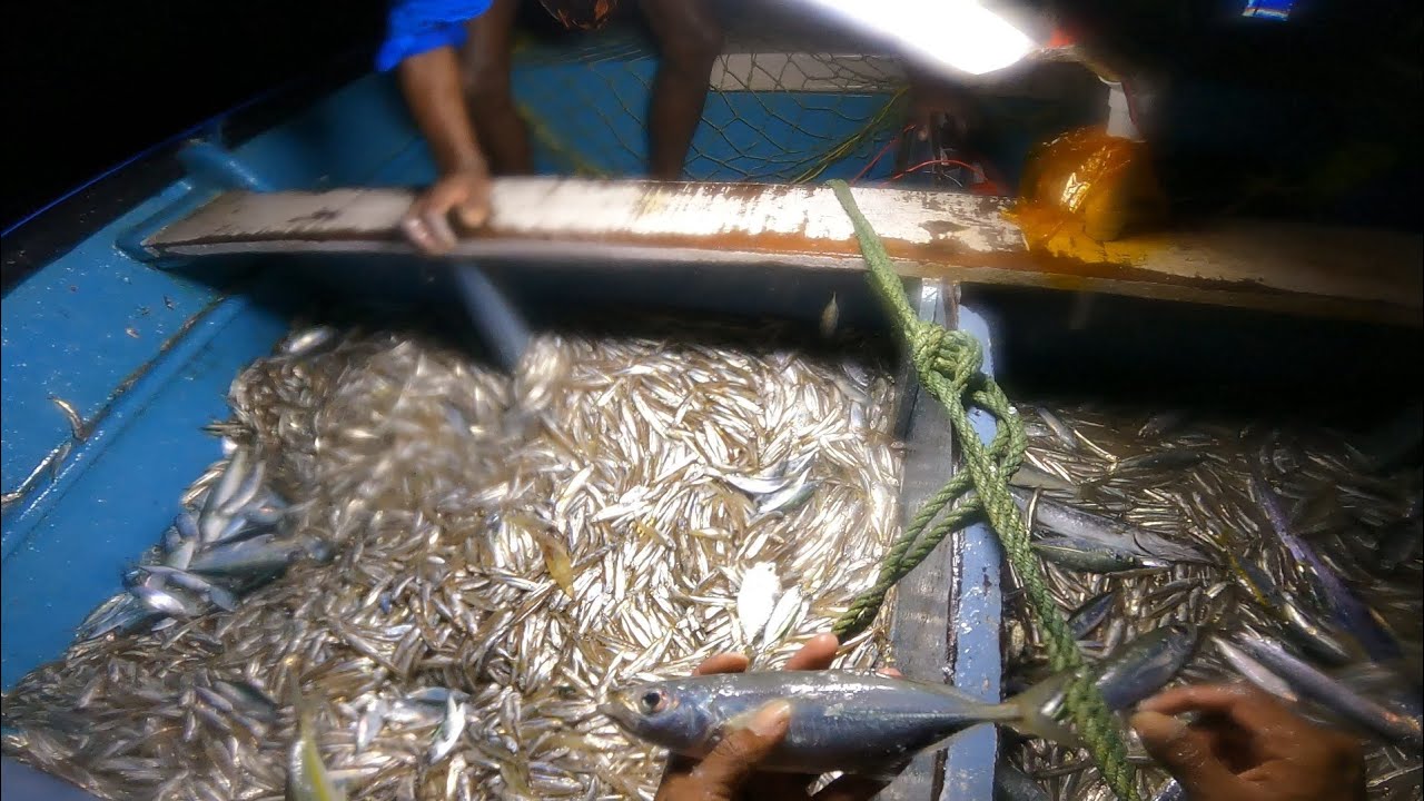 Natholi fish caught in the middle of the night /നടുരാത്രിയിൽ നത്തോലിമീ ...