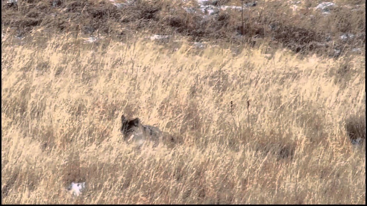 Coyote Stalking and Jumping - YouTube
