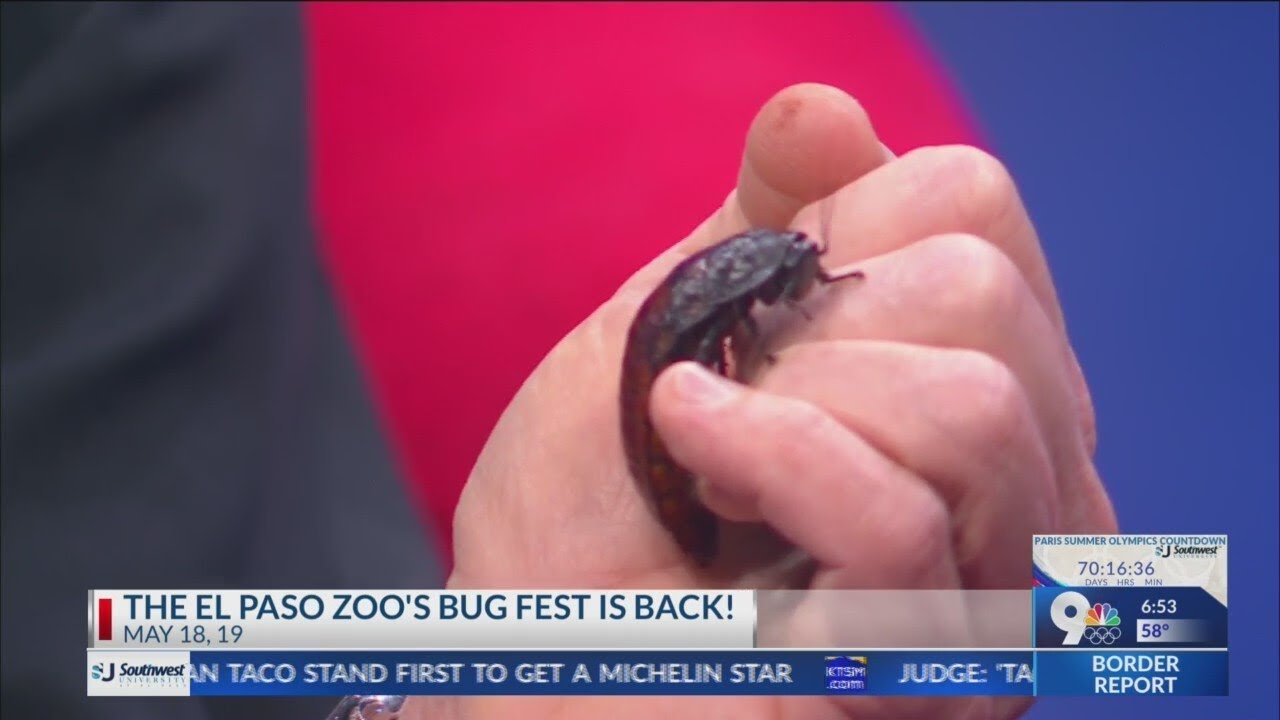 El Paso Zoo's Bug Fest returns, we try some of the tasty bugs - YouTube