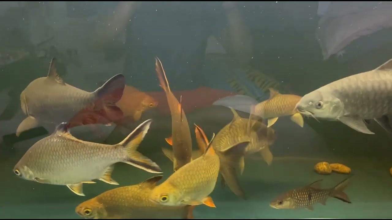 Ikan Tengas 🇲🇾 Copper Mahseer Youtube