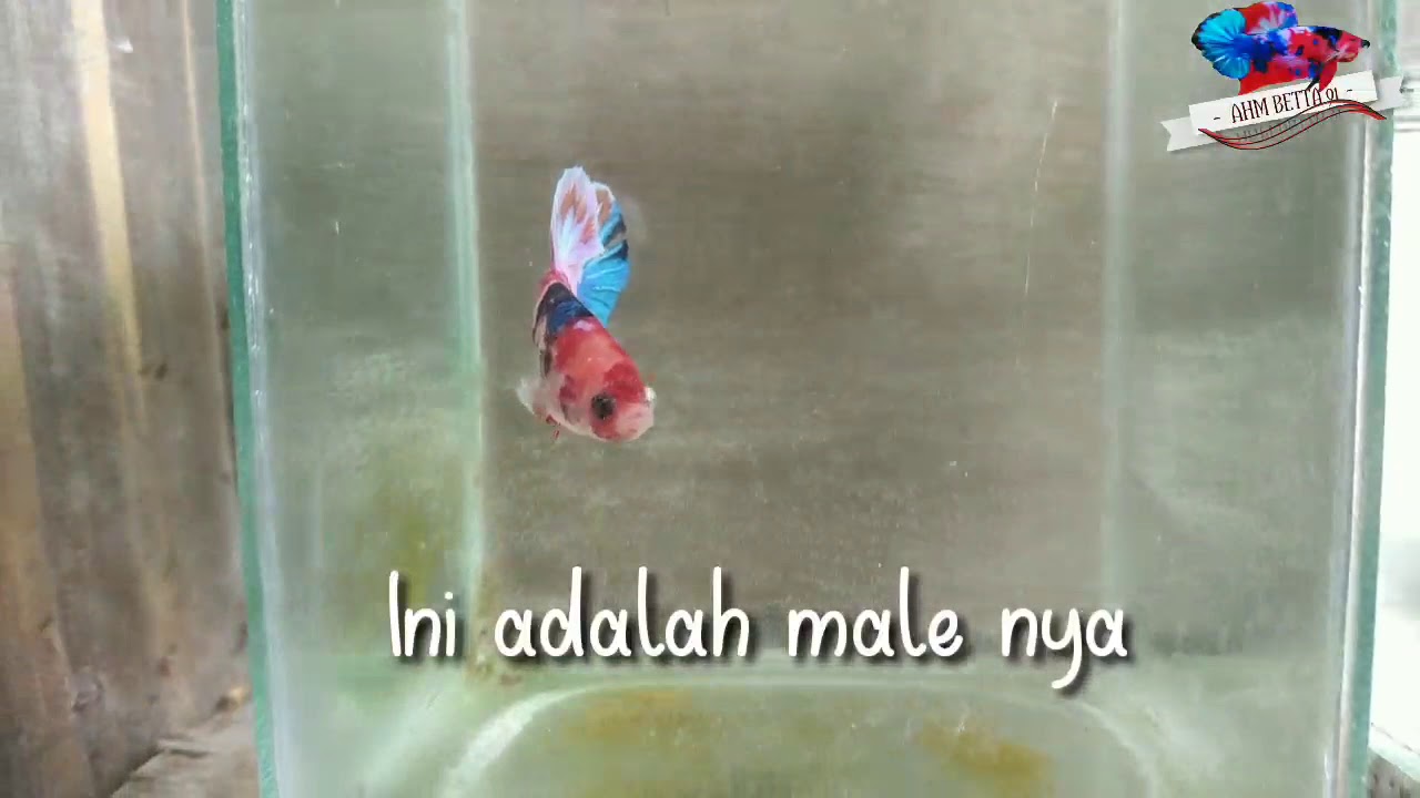 Breed cupang Nemo Multicolor Part 1 - YouTube