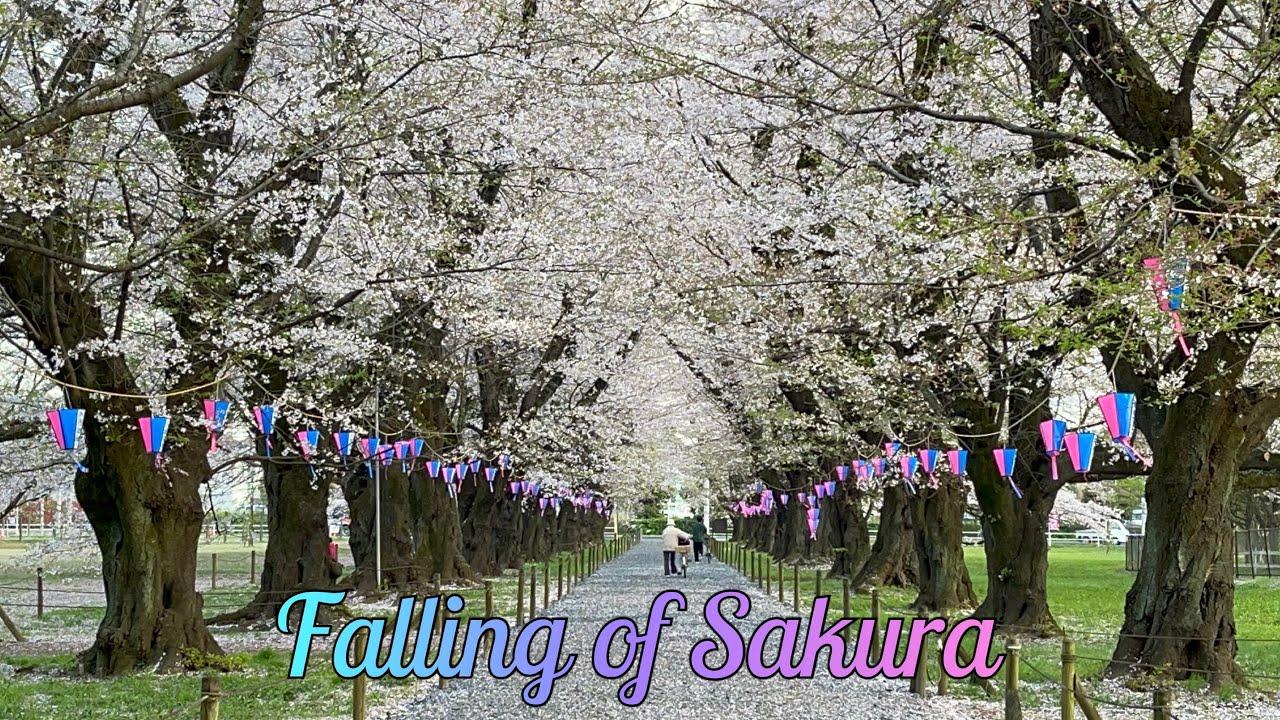 Falling of Sakura around - YouTube