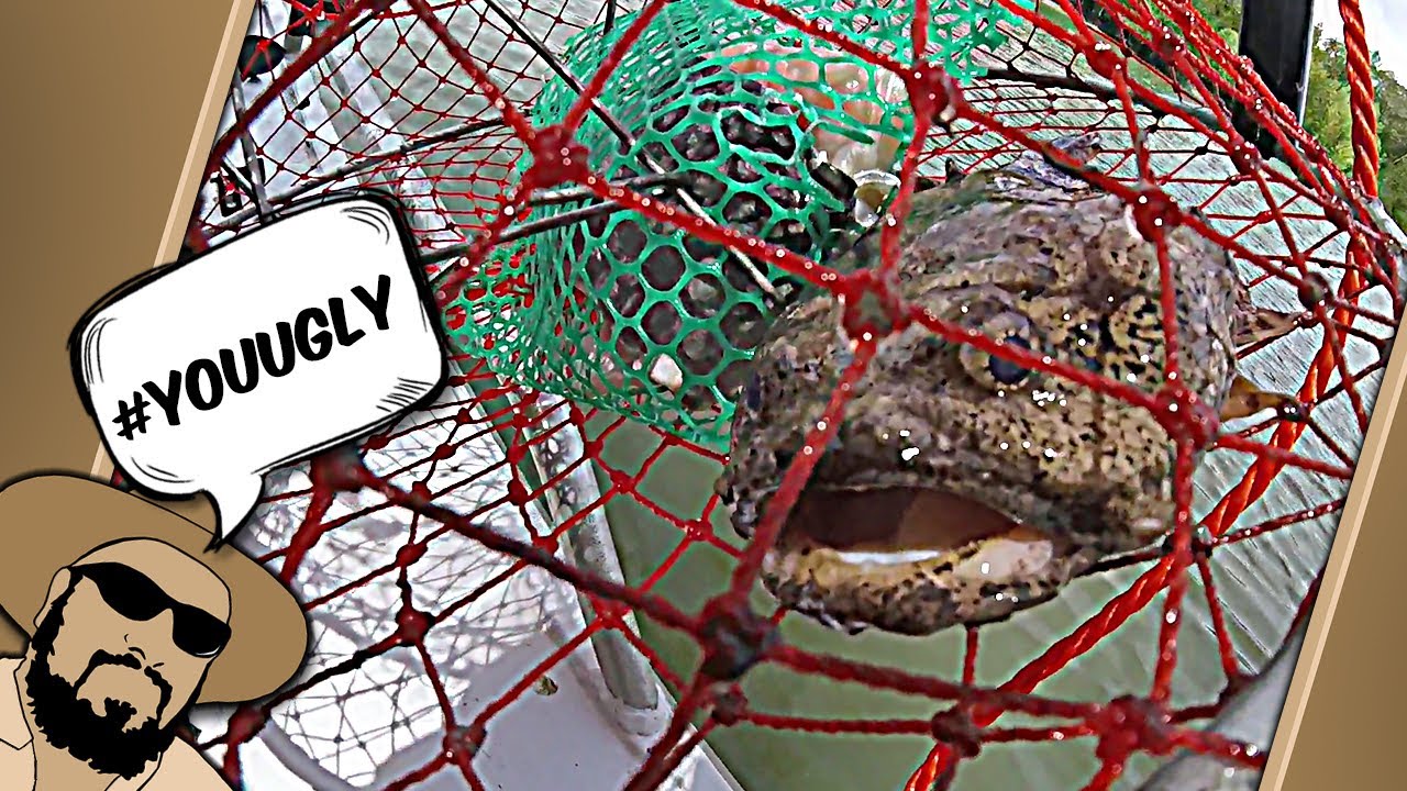 What is it? (World's ugliest fish!) - YouTube
