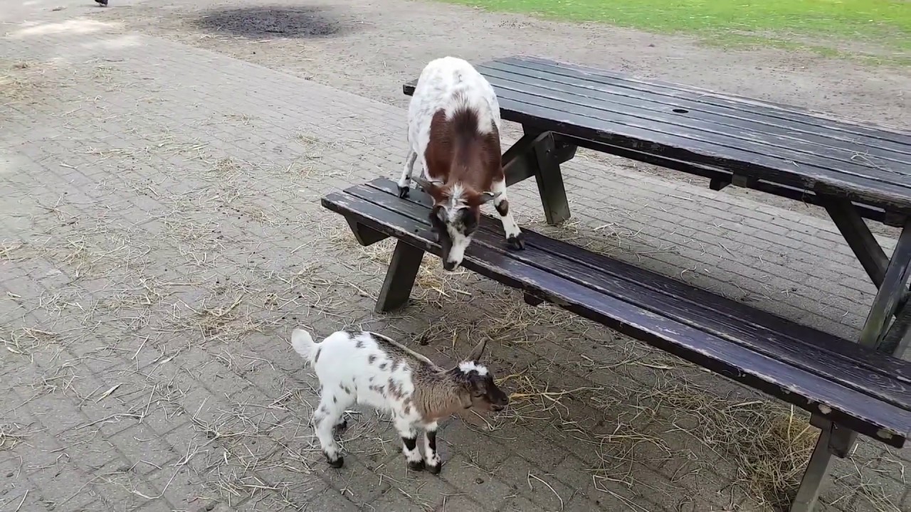 Crying Baby Goat - YouTube