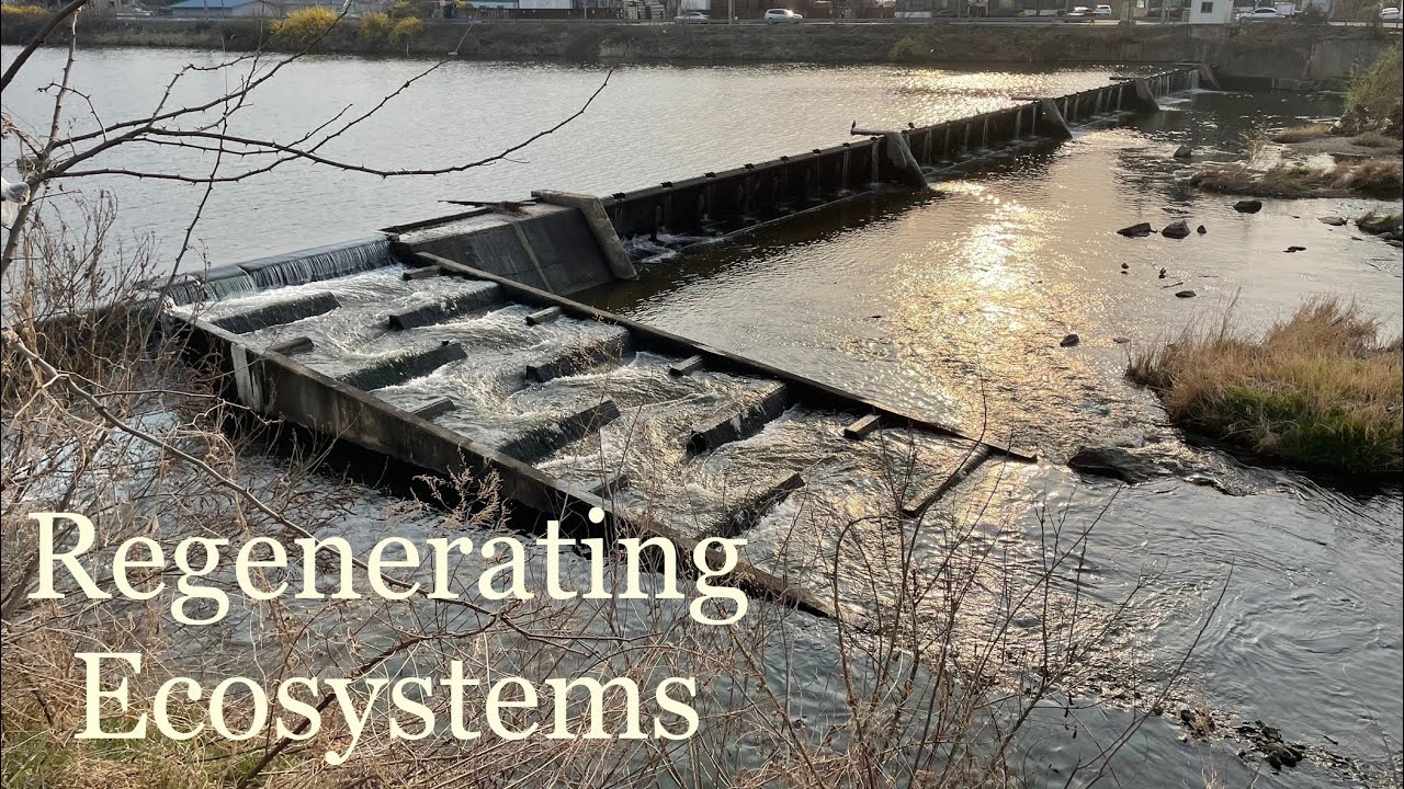 Regenerating an ecosystem in South Korea - YouTube