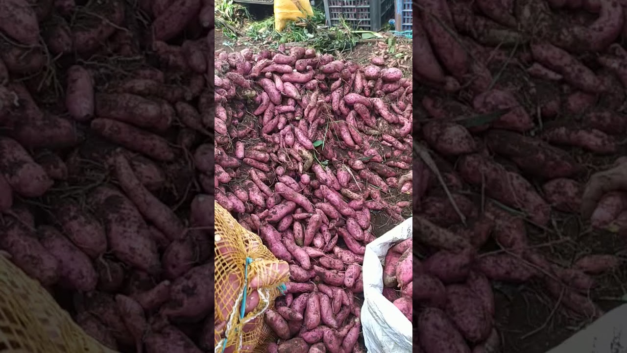 Hasil panen ubi rambat cv umbi 3000 meter 6 ton - YouTube