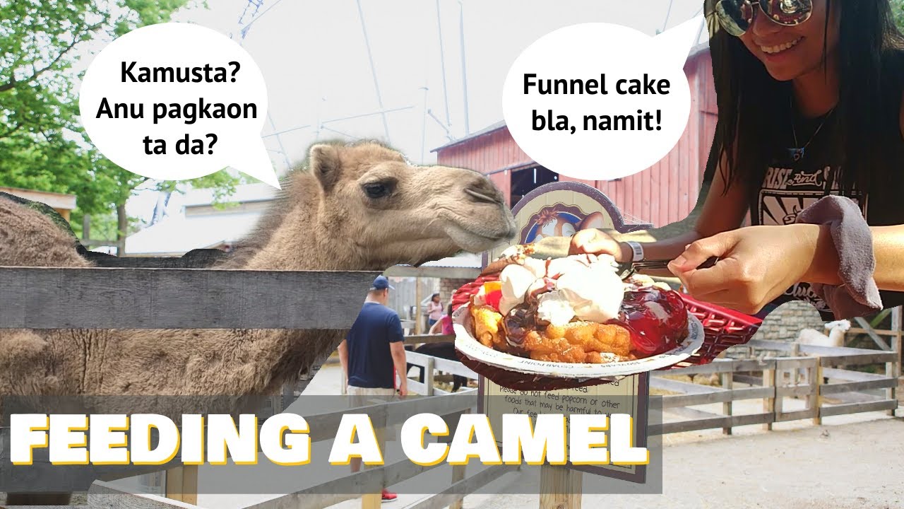 THE BARNYARD AT CEDAR POINT | PETTING ZOO | STICKANDPOTATO - YouTube