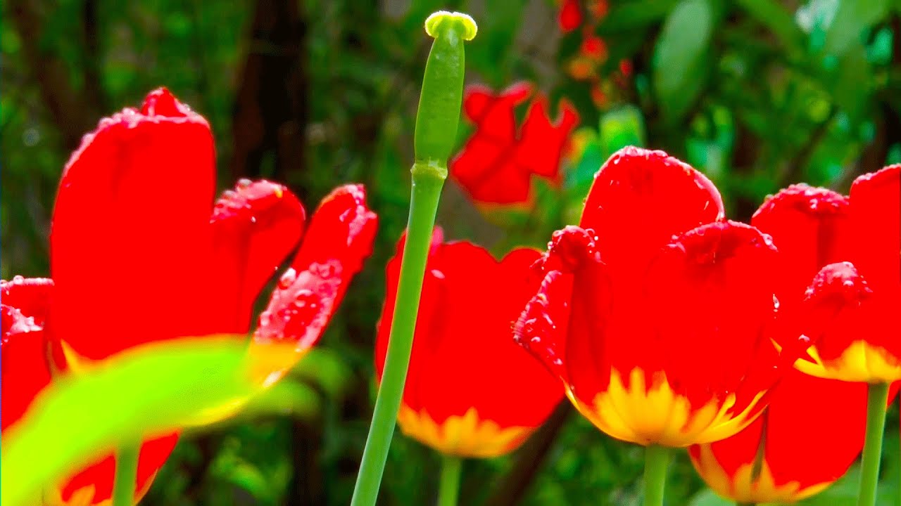 Video Of Different Flowers || Free 4k HD Videos - No Copyright| - YouTube