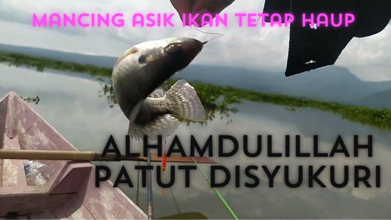 mancing di rawa pening hari ini 🤫🤫🤫 air rawa sudah mulai naik kita ...