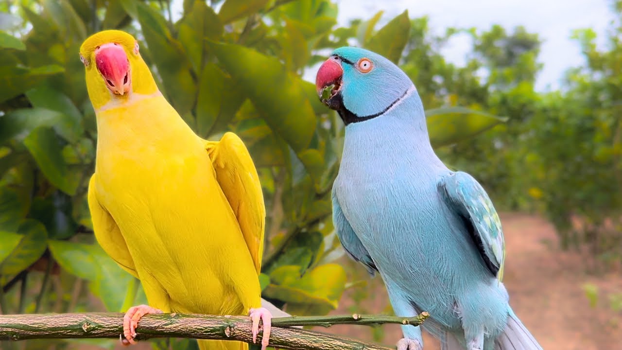 Talking Parrot Calling Mithu Mithu - YouTube