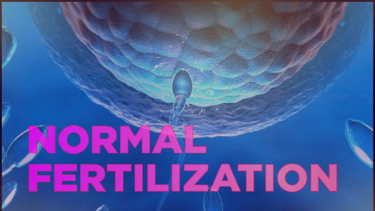 Normal fertilization - YouTube