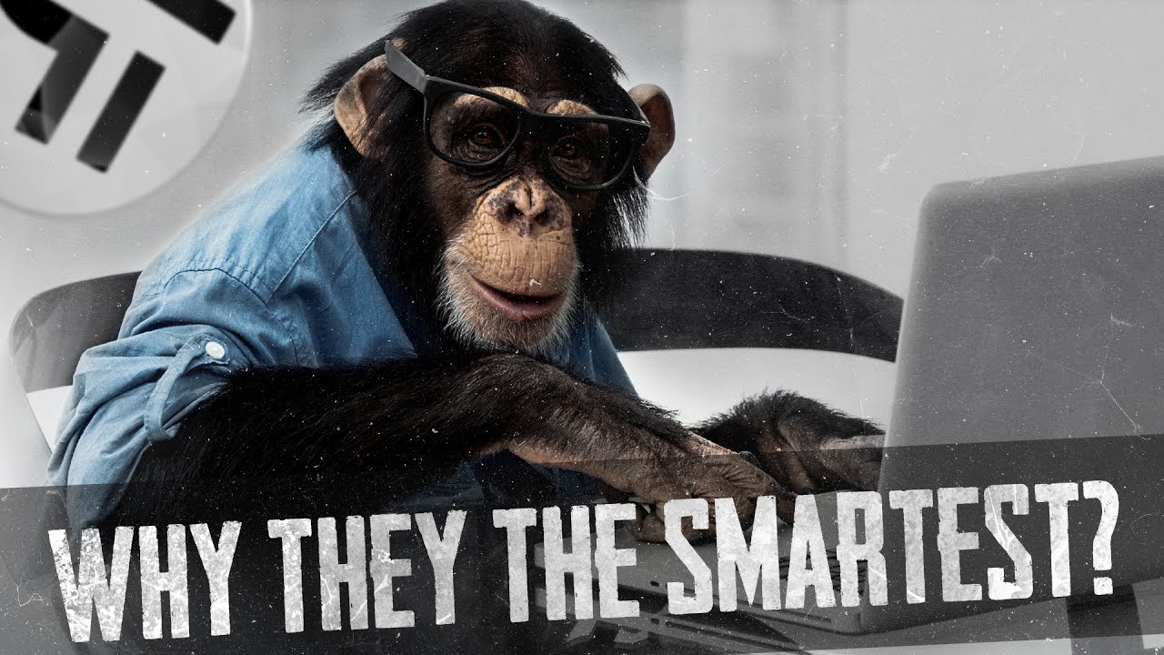 Apes | Intelligence, skills and savvy - YouTube