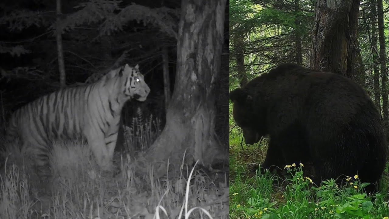 Adult male Amur tiger, Asiatic black bear, and very large male Ussuri ...