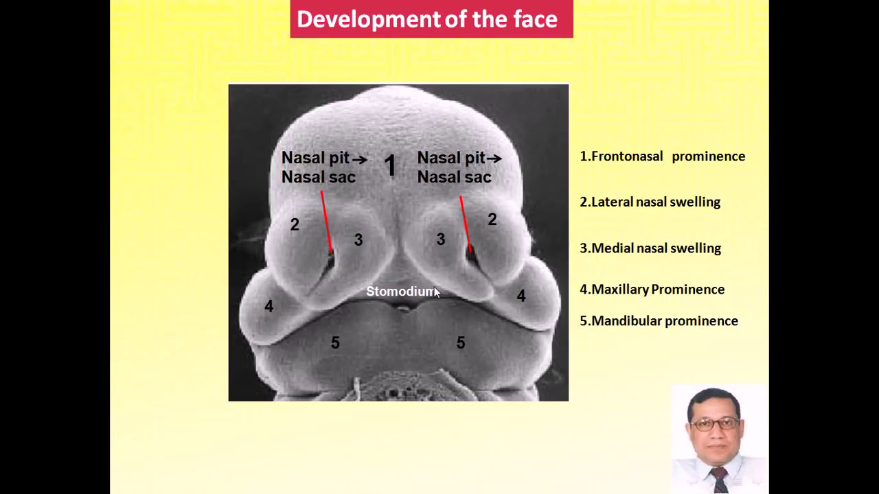4. Magdy Said, special embryology, development of face - YouTube