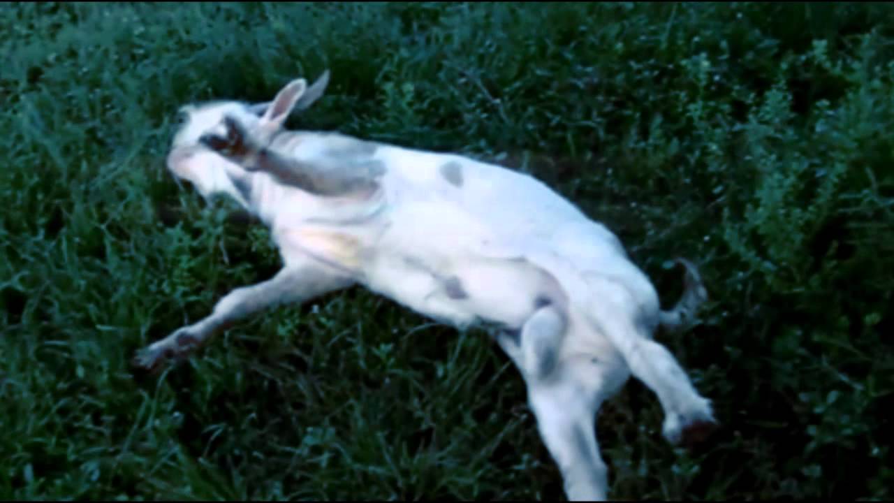 mmm watcha say fainting goat - YouTube