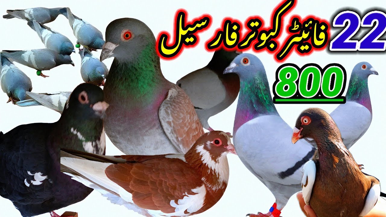 Granted Fighters Kabootar ForSale | Dasti Larayo Wala Zabardest ...