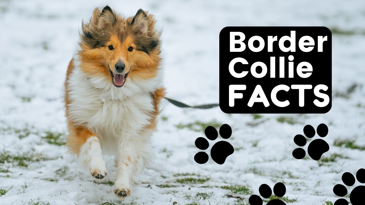 Best border collie dog facts - YouTube