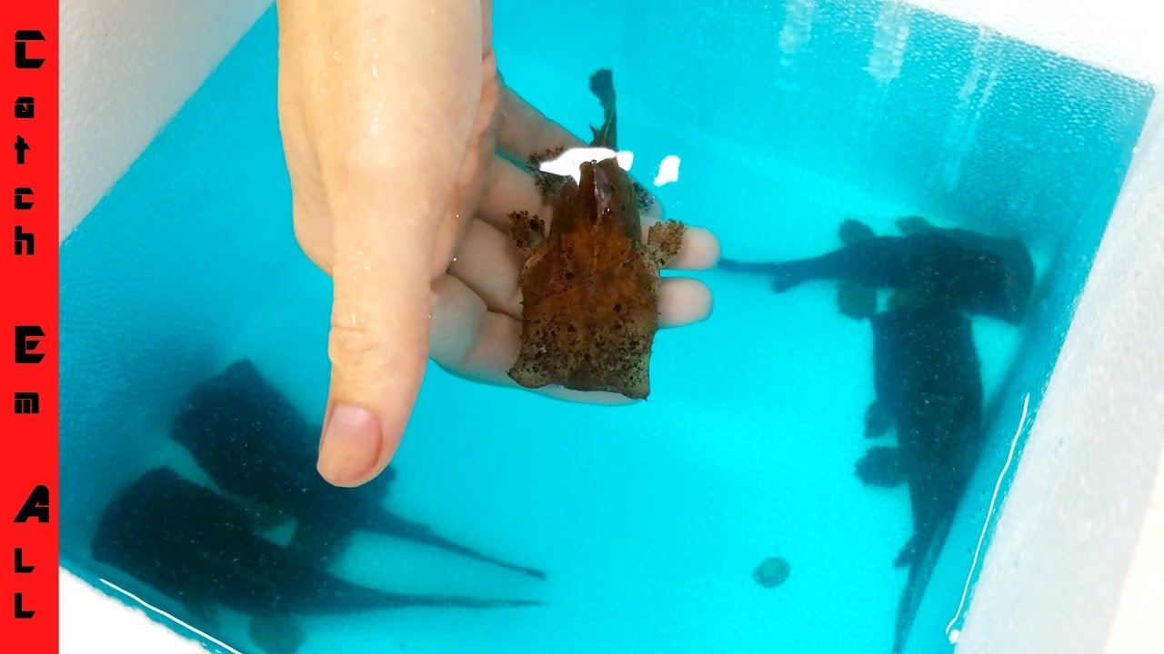 ALIEN CREATURE? NEVER BEFORE SEEN SPECIES of FISH EEL FROG or ...