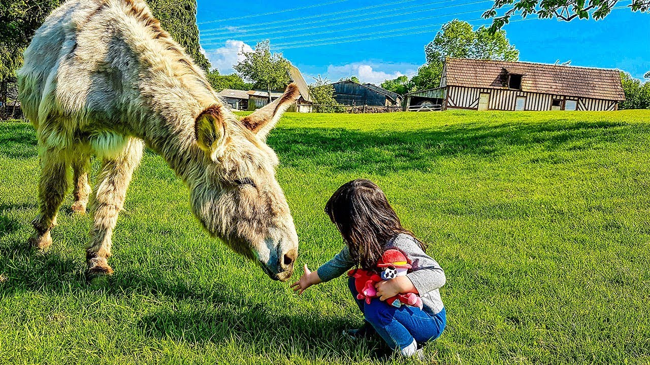 Real animals farm. 真正的動物農場. - YouTube